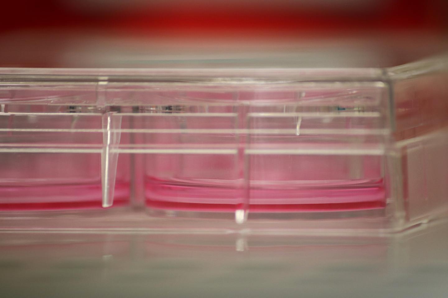 Side of Transwell [IMAGE] | EurekAlert! Science News Releases