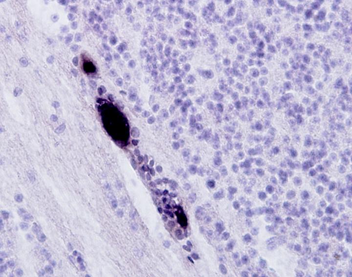 Section Through Bird Tissue [IMAGE] | EurekAlert! Science News Releases