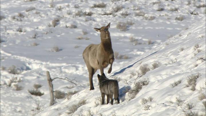 Elk and Wolf in Snow [IMAGE] | EurekAlert! Science News Releases