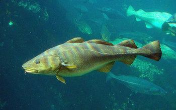 A School of Cod Fish Swimming [IMAGE] | EurekAlert! Science News Releases