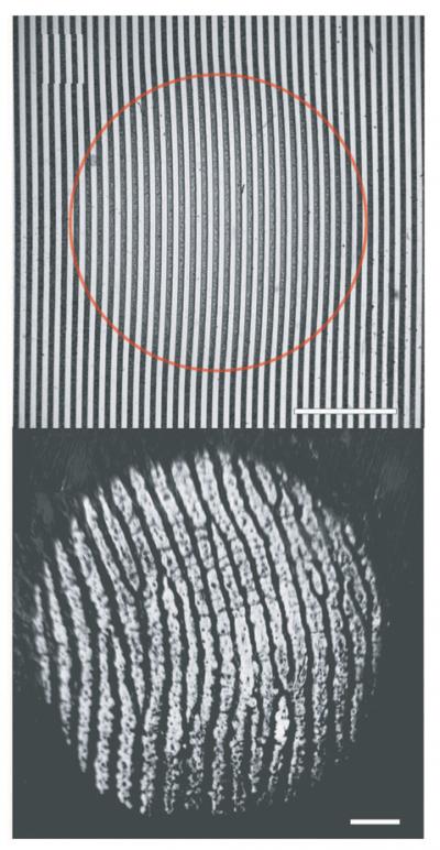 Why Fingerprints? (4 of 5) [IMAGE] | EurekAlert! Science News Releases