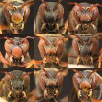 Social Wasps Recognize Each Others' Faces (6 | EurekAlert!