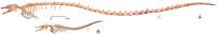 15-meter-long ancient whale Basilosaurus isis | EurekAlert!