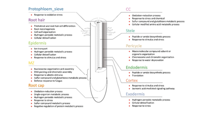 Title: Maize root-tip structur [IMAGE] | EurekAlert! Science News Releases