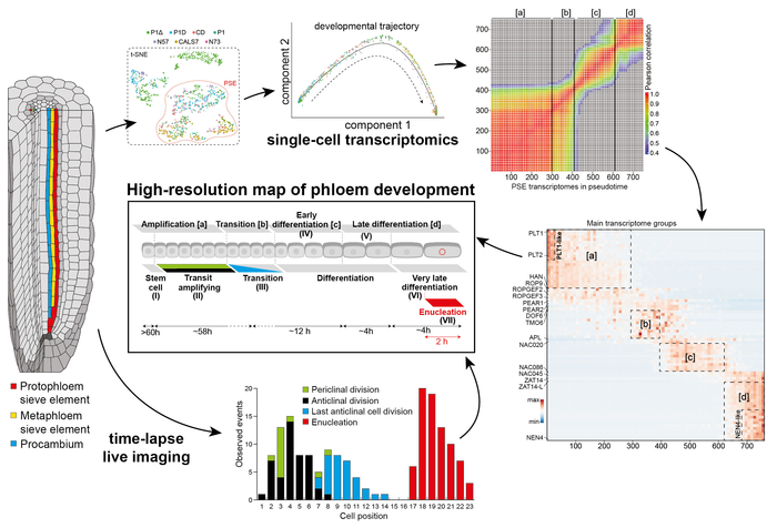 Phloem development at single-c [IMAGE] | EurekAlert! Science News Releases