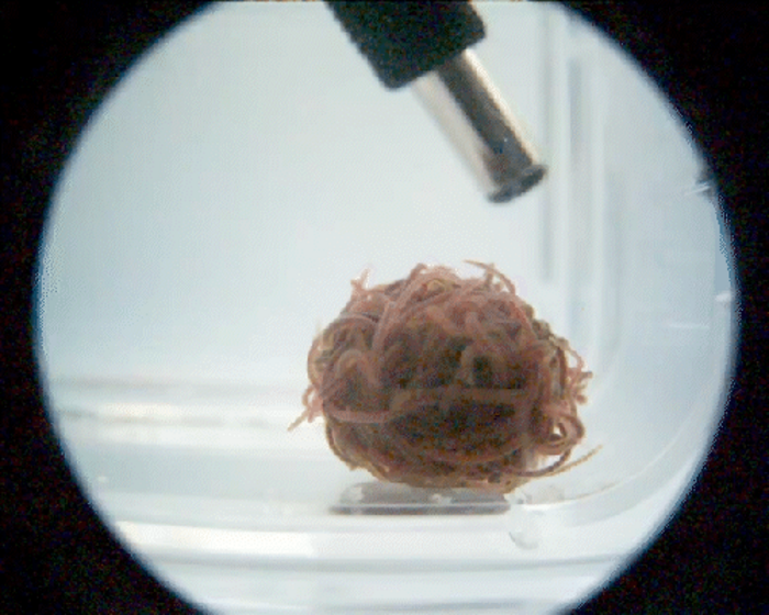 Unraveling the mathematics beh [IMAGE] | EurekAlert! Science News Releases