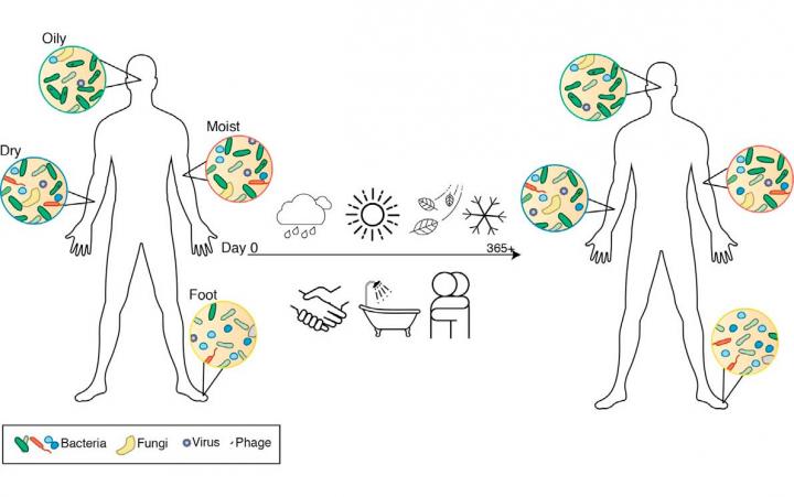 Skin Microbial Communities Ove [IMAGE] | EurekAlert! Science News Releases