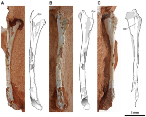 A new 225-million-year-old reptile from Brazi | EurekAlert!
