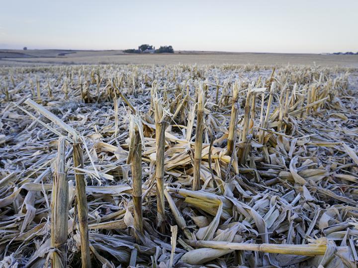 Corn Residue [IMAGE] | EurekAlert! Science News Releases