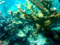 NOAA, SeaWeb partner to communicate the value | EurekAlert!