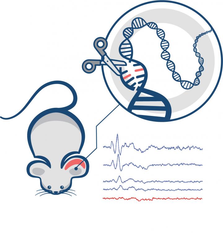 Hearing 1 [IMAGE] | EurekAlert! Science News Releases