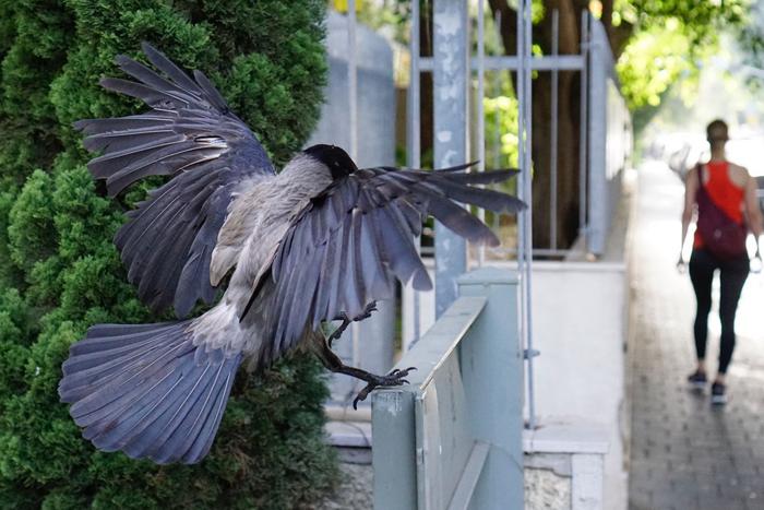 Crows in an urban area [IMAGE] | EurekAlert! Science News Releases