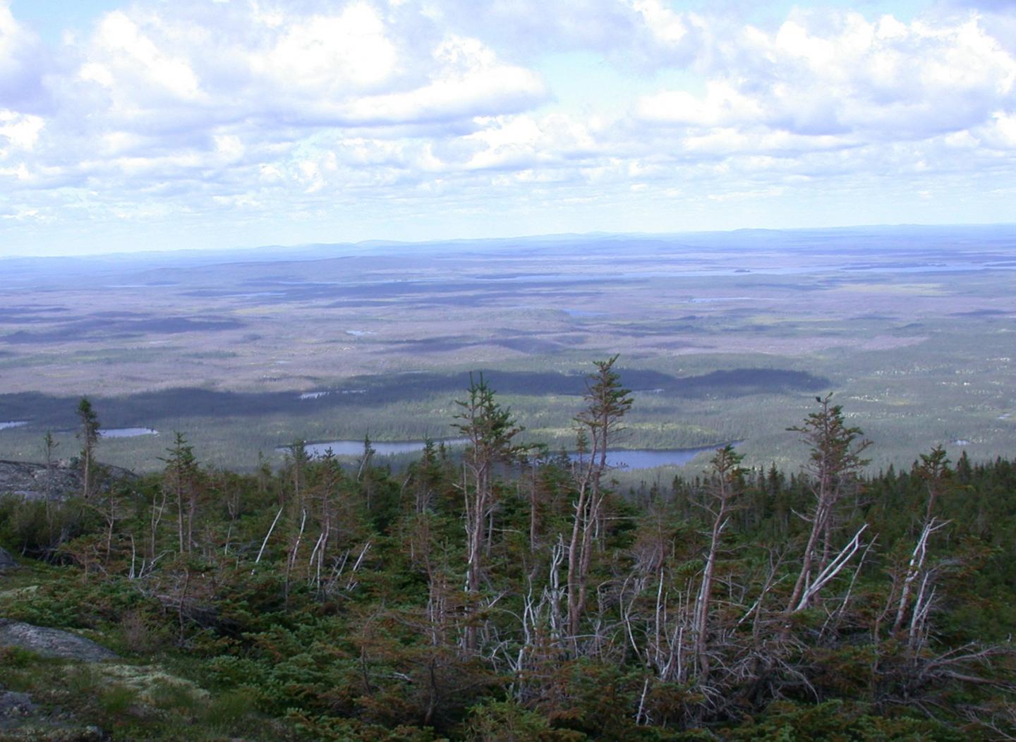 Special Issue: Forest Health (5 of 9) | EurekAlert!