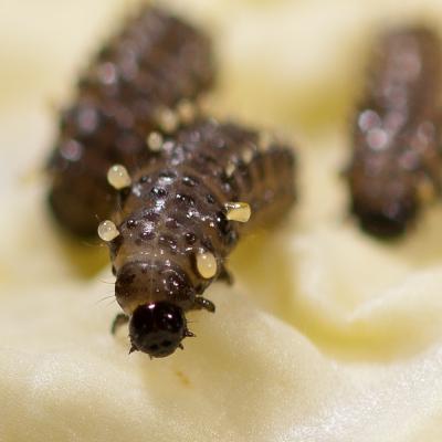 Phaedon cochleariae [IMAGE] | EurekAlert! Science News Releases