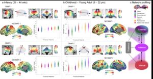 Decoding the principle of functional brain de | EurekAlert!