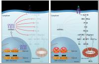 How a genetic locus protects adult blood-form | EurekAlert!