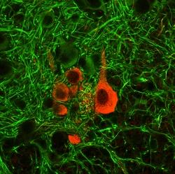 Mouse Neurons [IMAGE] | EurekAlert! Science News Releases