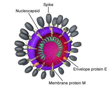 Pneumonia Virus Structure