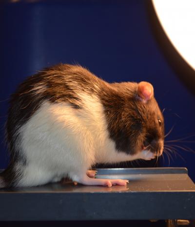 Light Switches Brain Signaling [IMAGE] | EurekAlert! Science News Releases