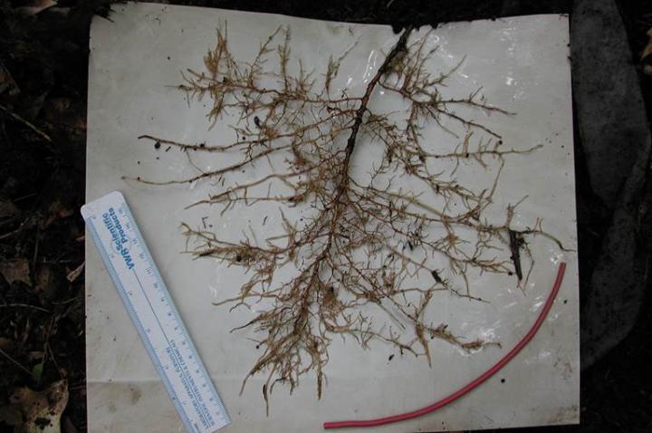 Slippery Elm Root [IMAGE] | EurekAlert! Science News Releases