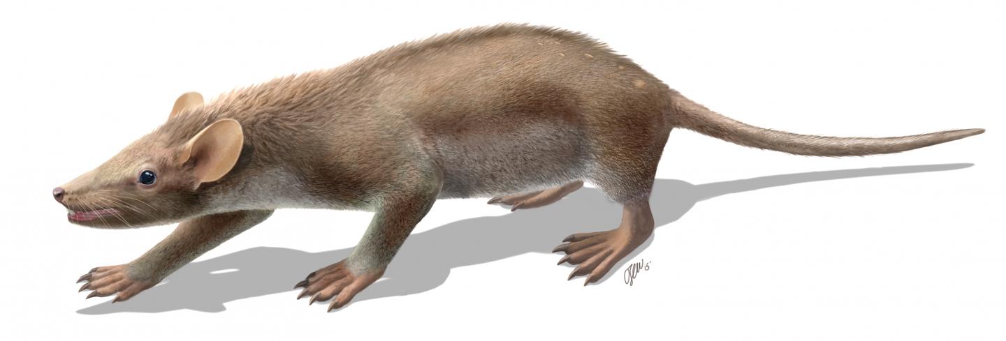 Prehistoric mammal likely suffered from hair | EurekAlert!