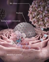 Giving Cancer-Killing Viruses a Boost | EurekAlert!