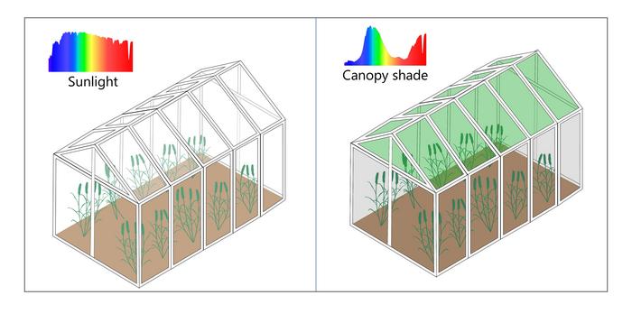 Biomass allocation [IMAGE] | EurekAlert! Science News Releases