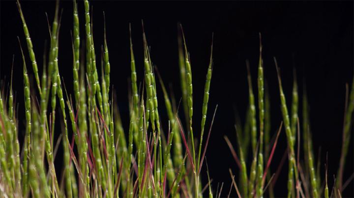 Aegilops tauschii Photo [IMAGE] | EurekAlert! Science News Releases