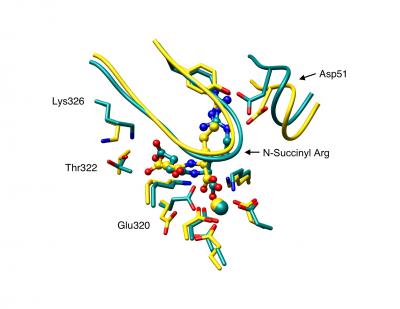 Enolase Enzyme [IMAGE] | EurekAlert! Science News Releases