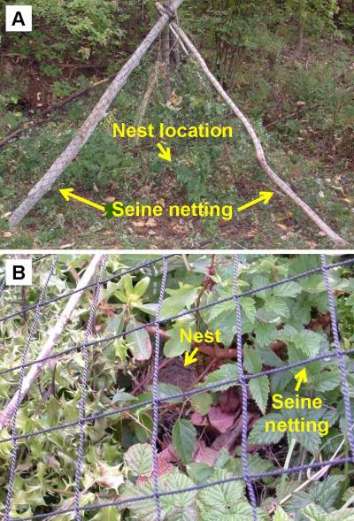 Fear Alone Keeps Sparrow Numbers in Check (9 | EurekAlert!