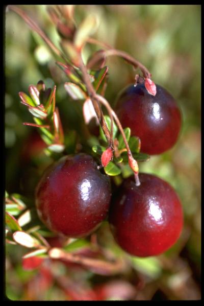 Pest preferences for cranberry cultivars dete | EurekAlert!