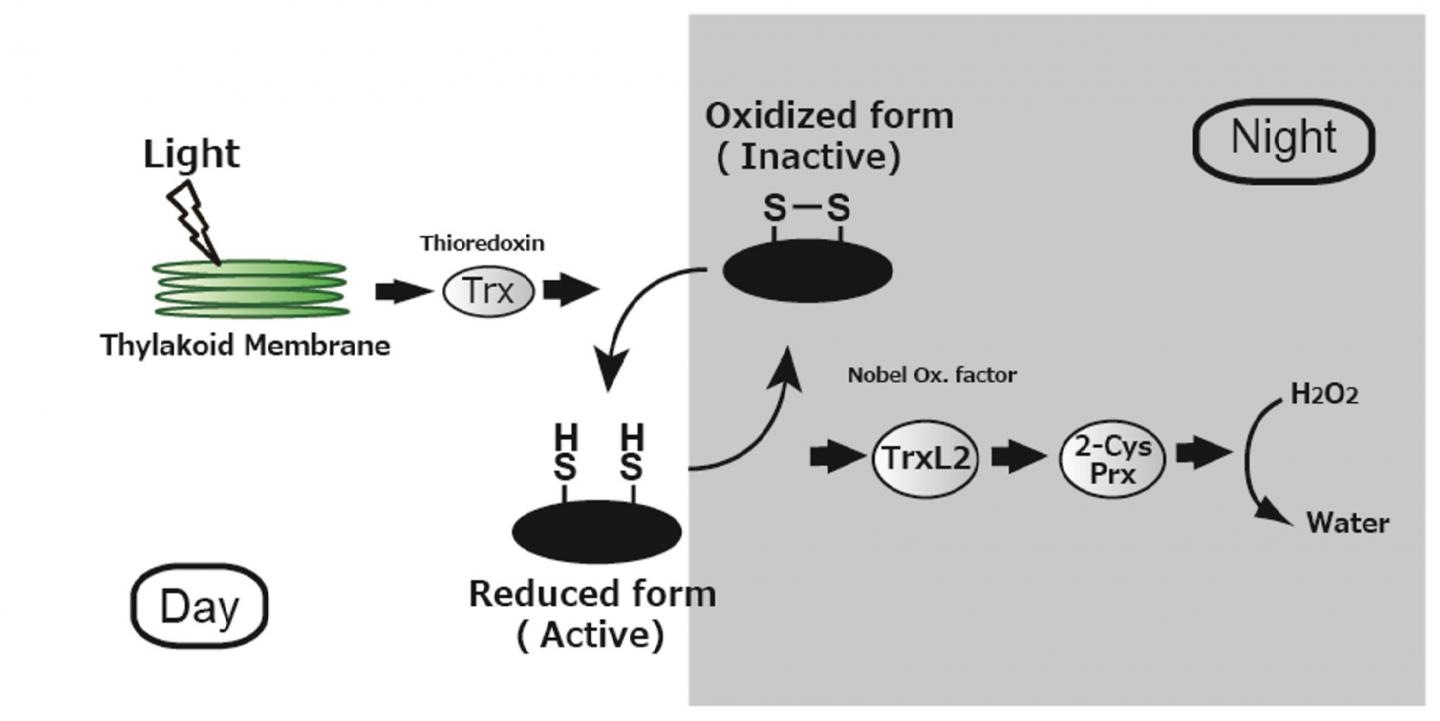 Redox Regulation in Plants to [IMAGE] | EurekAlert! Science News Releases