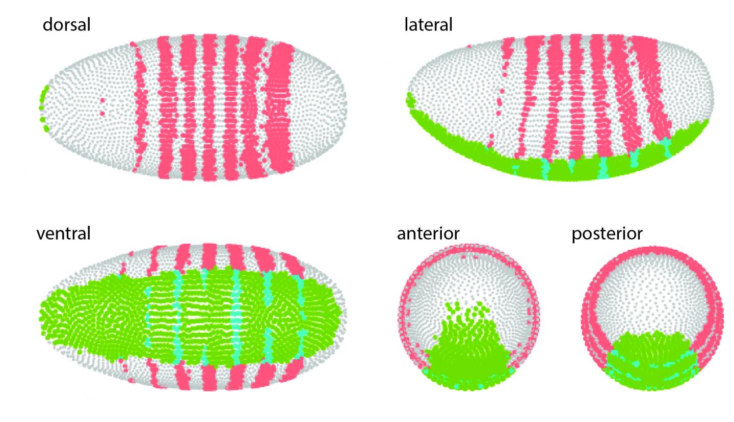 Reconstructing life at its beginning, cell by | EurekAlert!