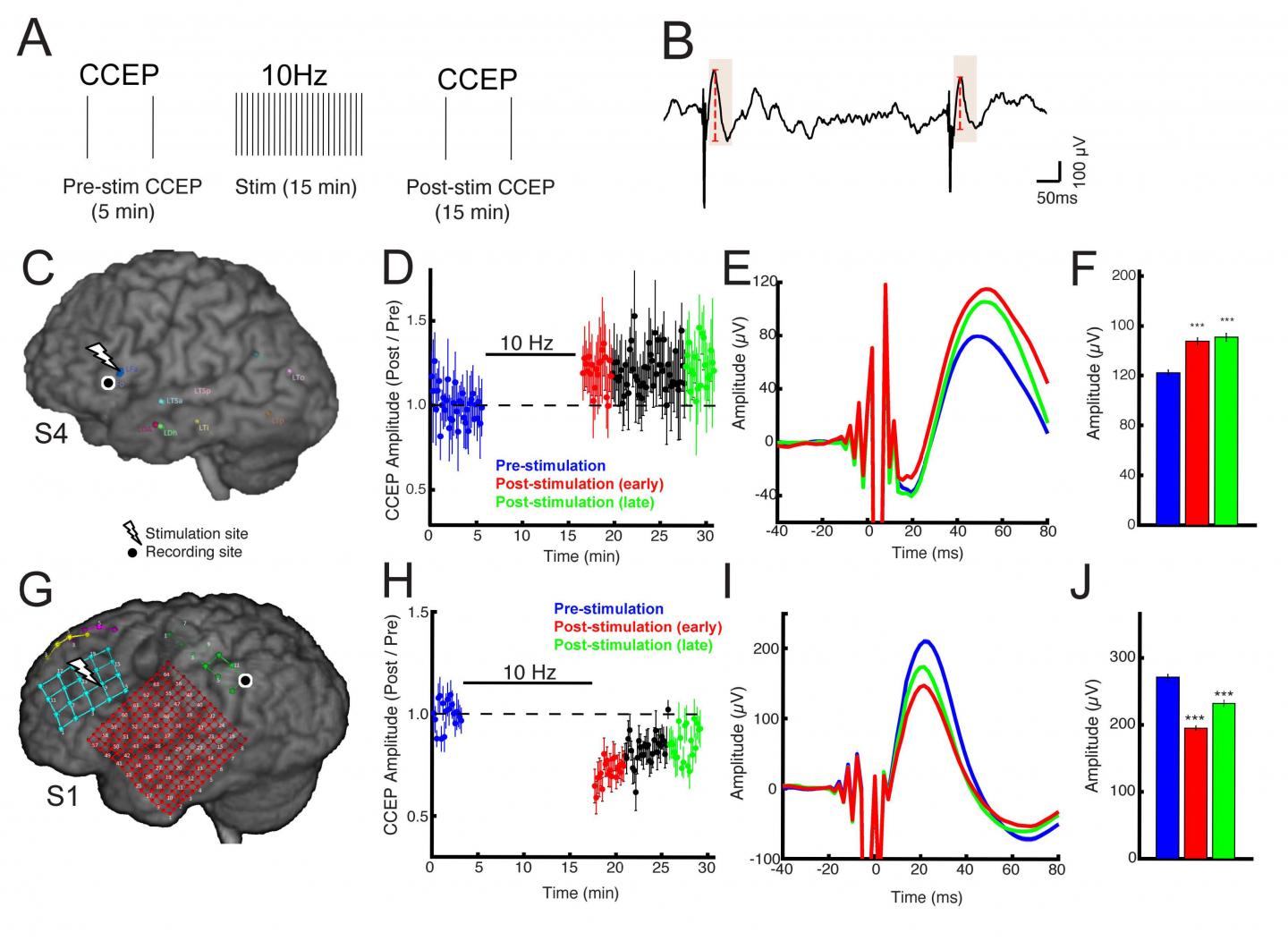Repetitive Stimulation [IMAGE] | EurekAlert! Science News Releases