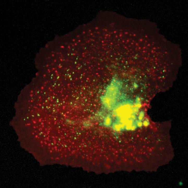 Cell Response to Change in For [IMAGE] | EurekAlert! Science News Releases