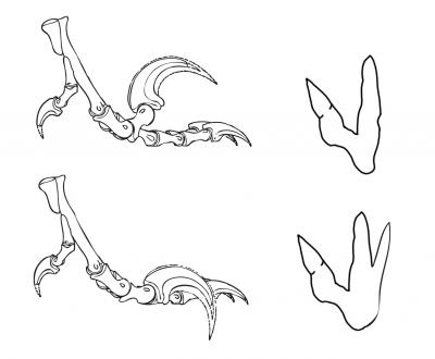 Raptor tracker | EurekAlert!