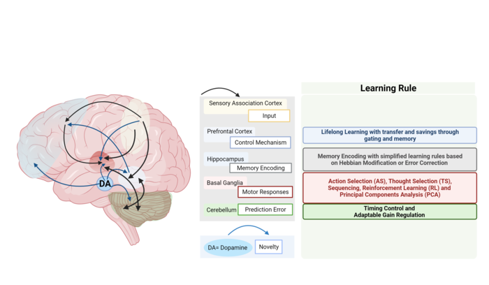Neurobiological model to better understand cr | EurekAlert!