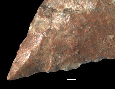 An Older Origin for 'Modern' T [IMAGE] | EurekAlert! Science News Releases