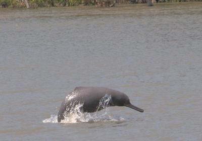 Ganges River Dolphin [IMAGE] | EurekAlert! Science News Releases
