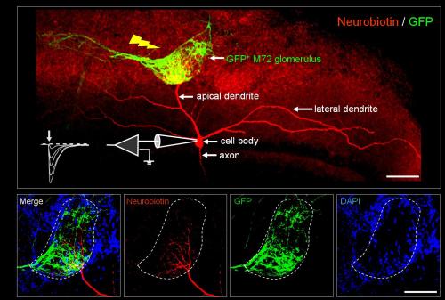 Study Offers Clue to Memory Fo [IMAGE] | EurekAlert! Science News Releases
