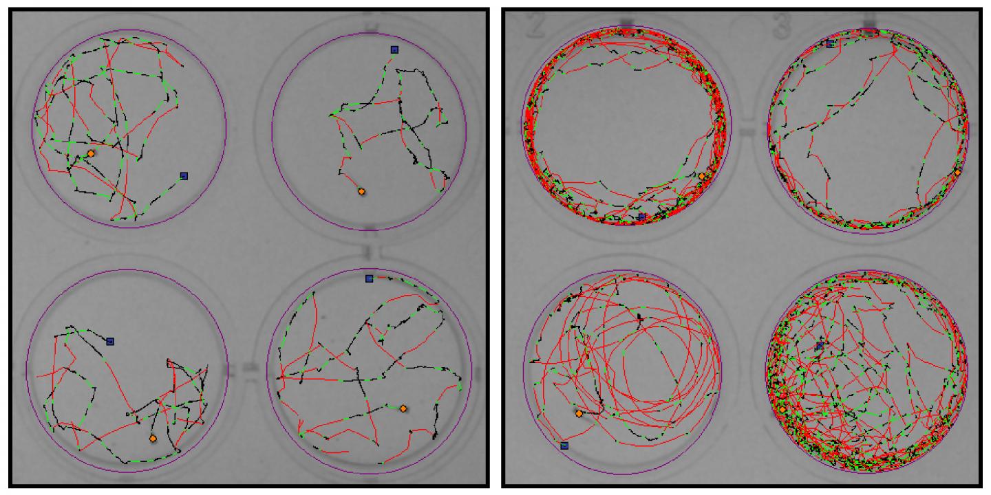 Zebrafish swimming patterns in [IMAGE] | EurekAlert! Science News Releases