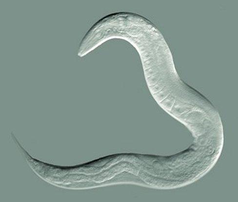 Roundworm [IMAGE] | EurekAlert! Science News Releases