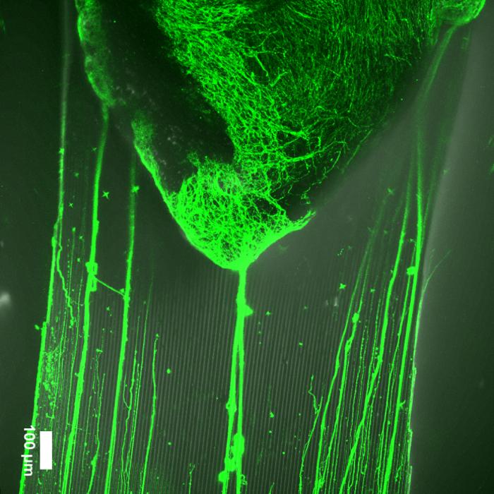 Neurites in a Fiber [IMAGE] | EurekAlert! Science News Releases