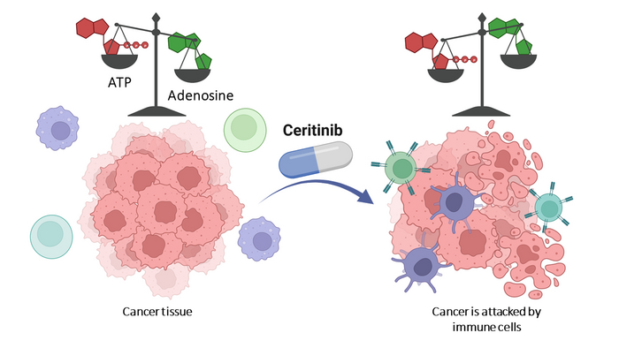 Therapeutic drug renders cancer cell weapon h | EurekAlert!