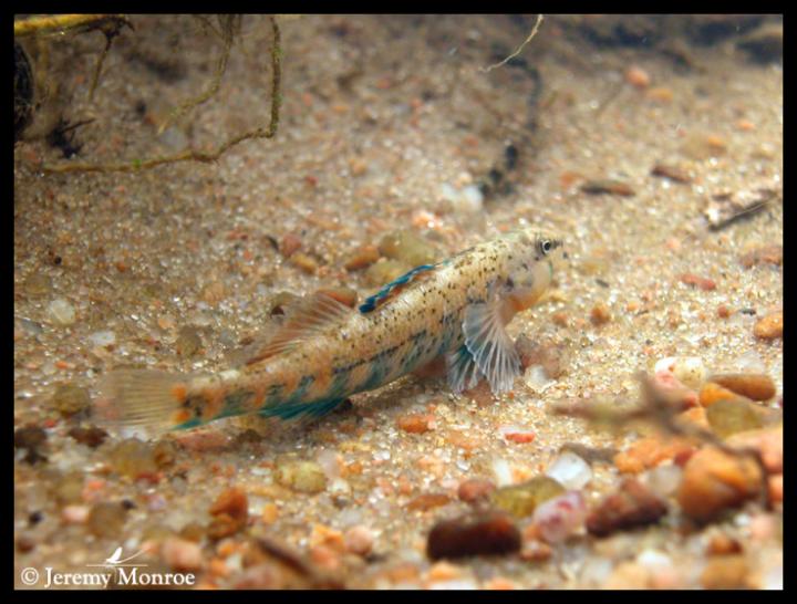 Orangethroat Darter [IMAGE] | EurekAlert! Science News Releases