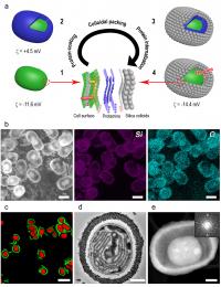 Single-cell yolk-shell capsules with high bio | EurekAlert!