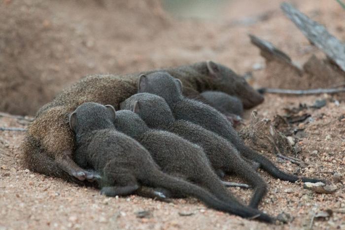 Fig 2 [IMAGE] | EurekAlert! Science News Releases