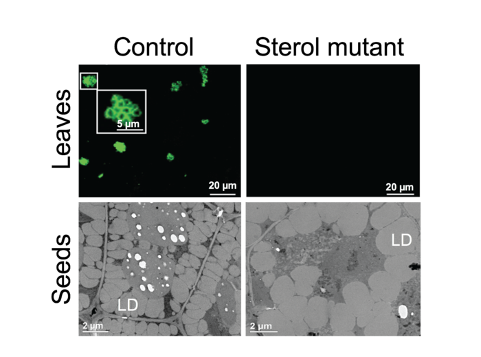 lipid droplets in leaves and s [IMAGE] | EurekAlert! Science News Releases