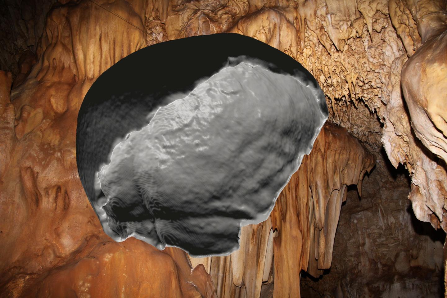 Fossil skull connects continents | EurekAlert!