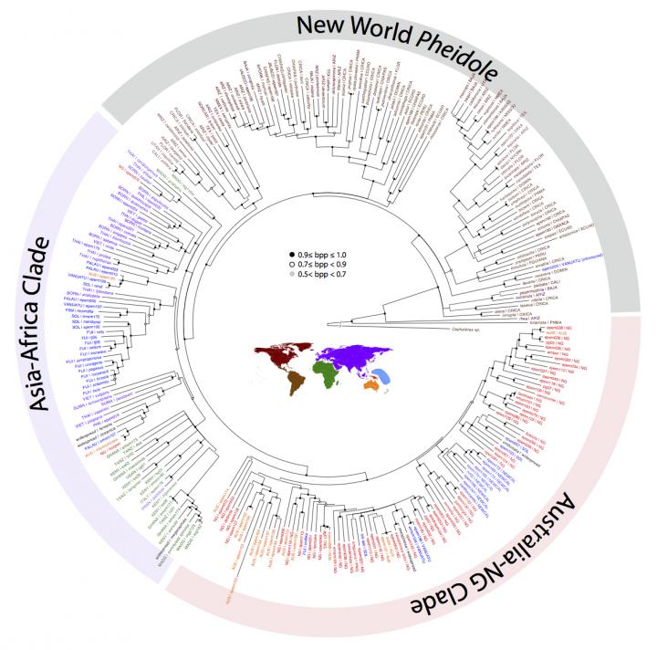 Pheidole Evolutionary T [IMAGE] | EurekAlert! Science News Releases